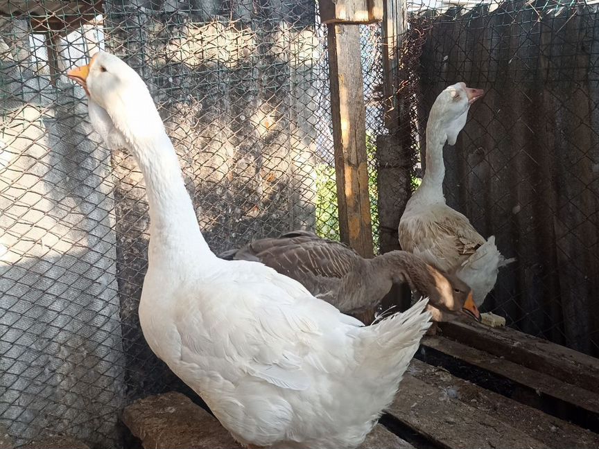 Гусь халмагор