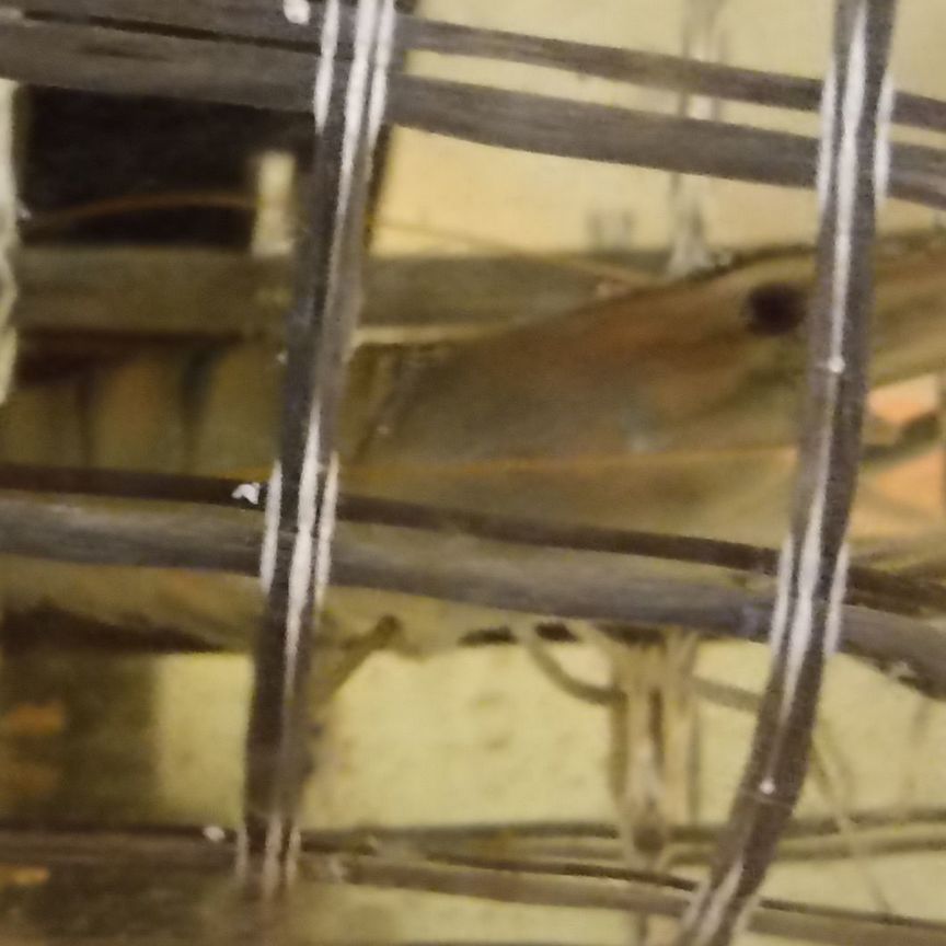 Креветка розенберга