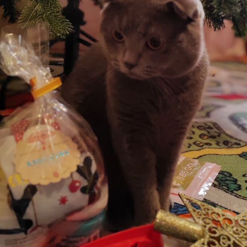 Британский короткошёрстный котёнок