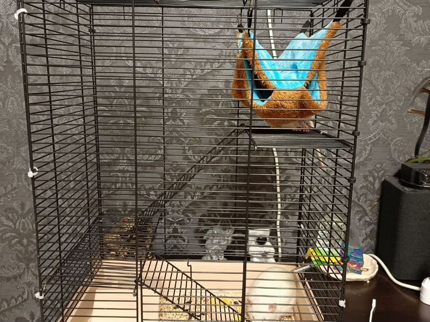 Крысы с клеткой