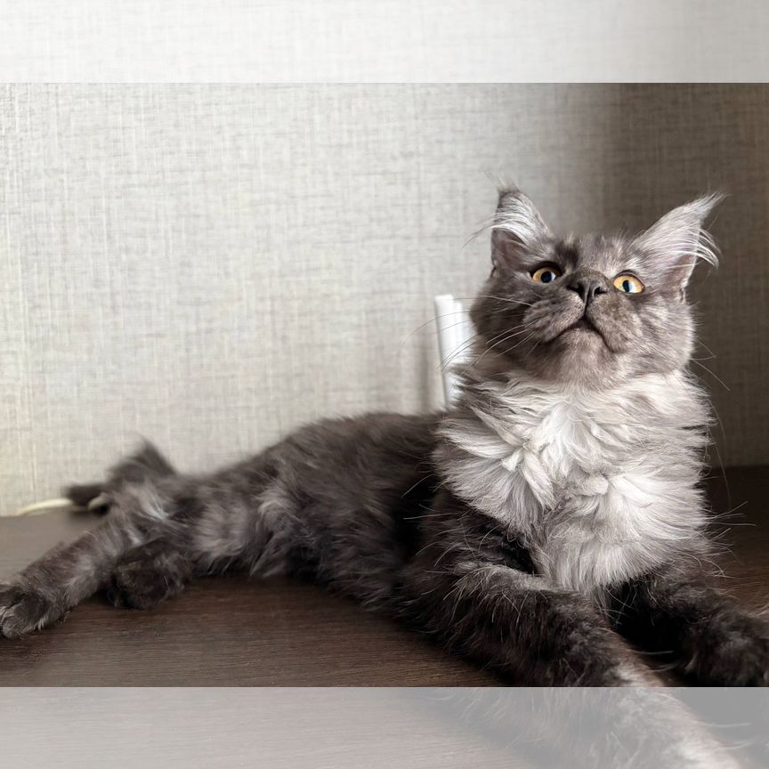 Мейн-кун котёнок