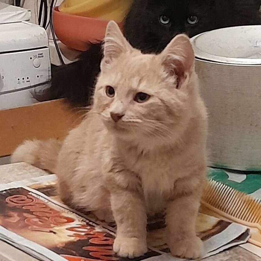 Персиковый котенок 2,5 мес