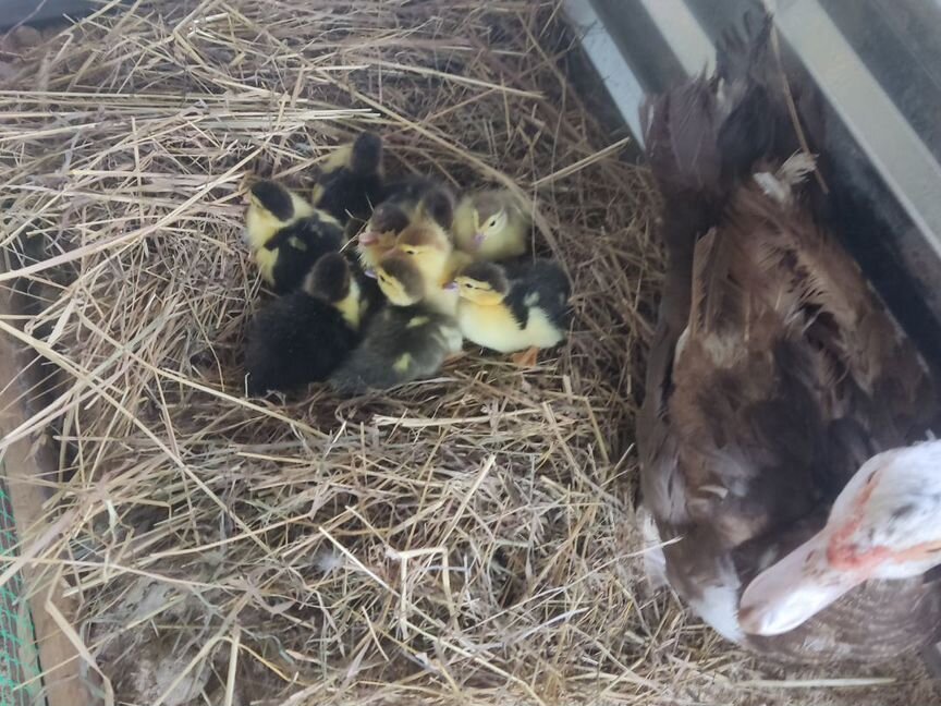 Семья уток шипунов