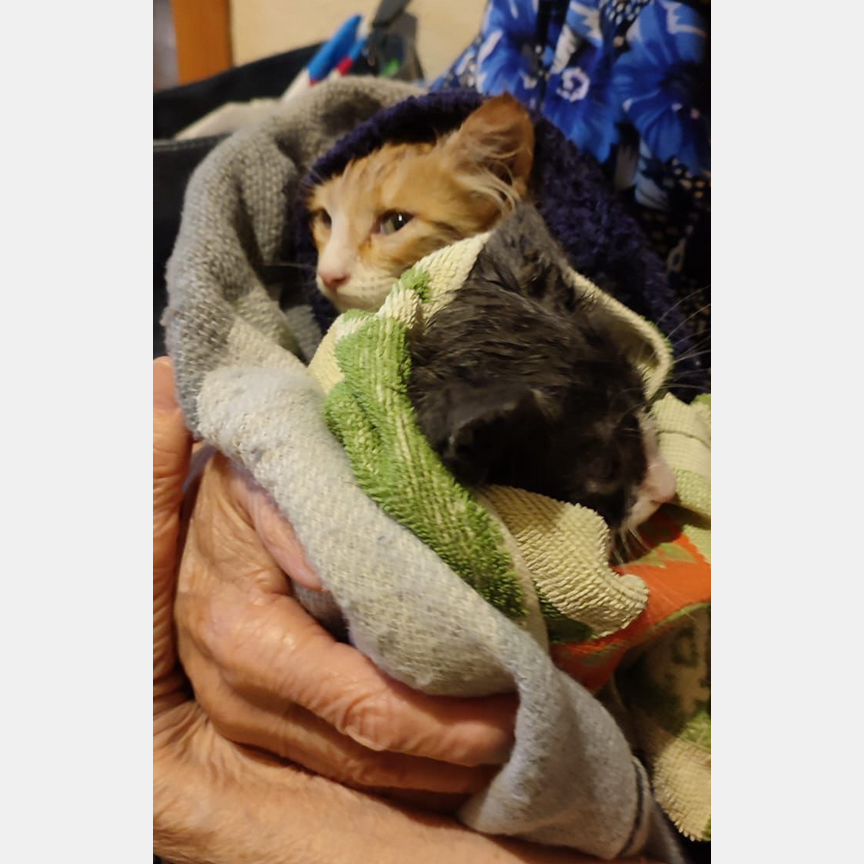 Котята в добрые руки