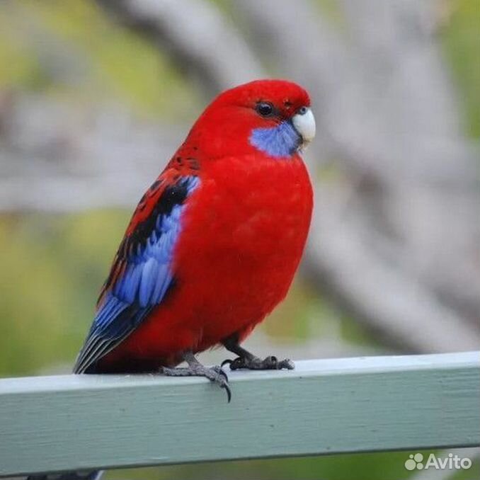 Розелла Пенанта