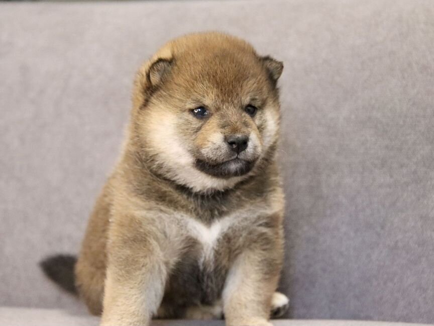 Сиба ину щенок Шиба ину shiba doge