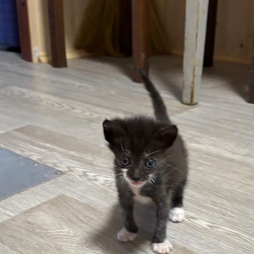 Котята в добрые руки бесплатно мальчик и девочка