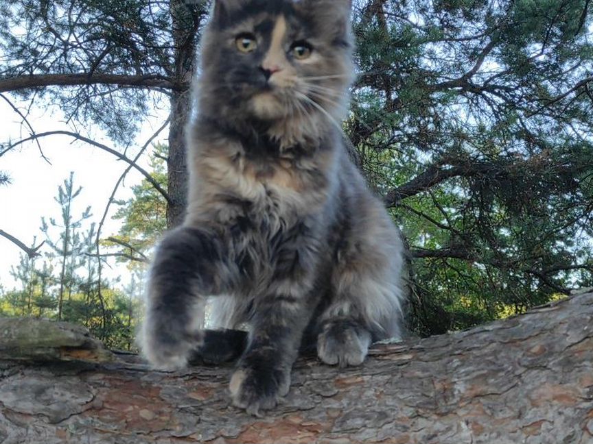 Голубокремовая черепашка