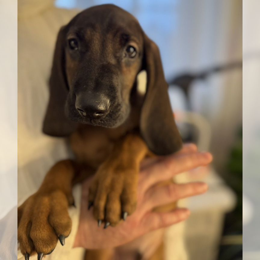 Баварская горная гончая, щенок