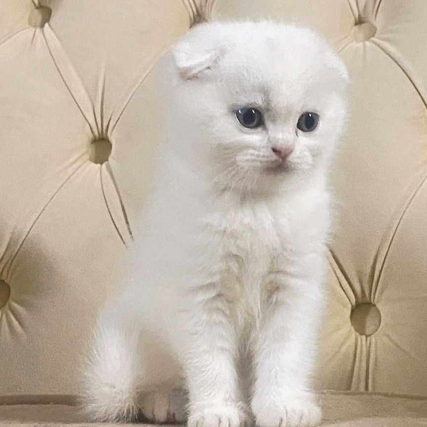 Красивый котенок)