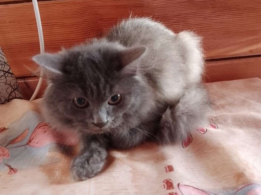 Породистые котики и кошечка в добрые руки