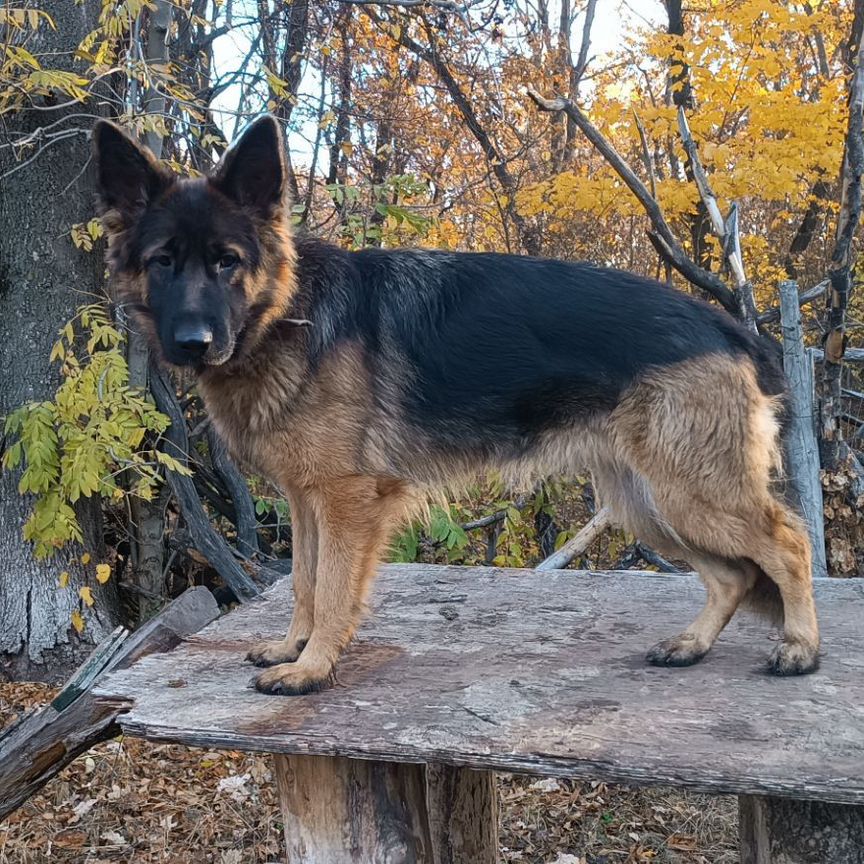 Собака немецкая овчарка