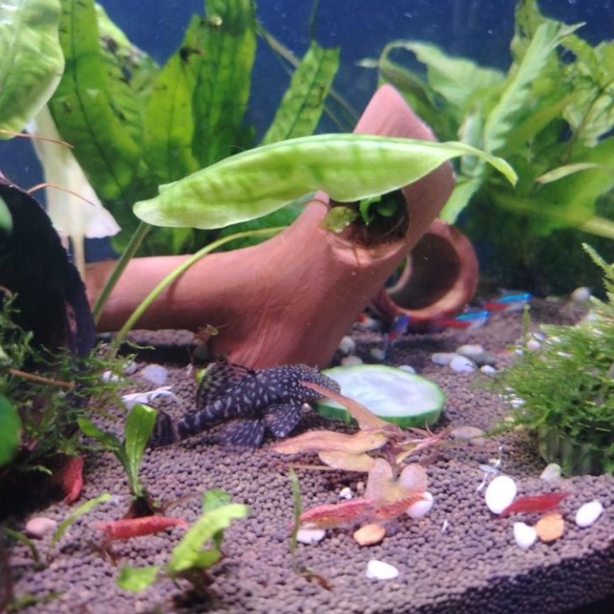 Анциструс, улитка-покемон