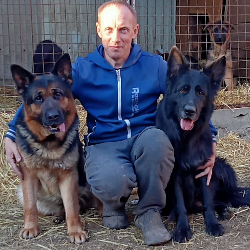 Немецкая овчарка, щенок