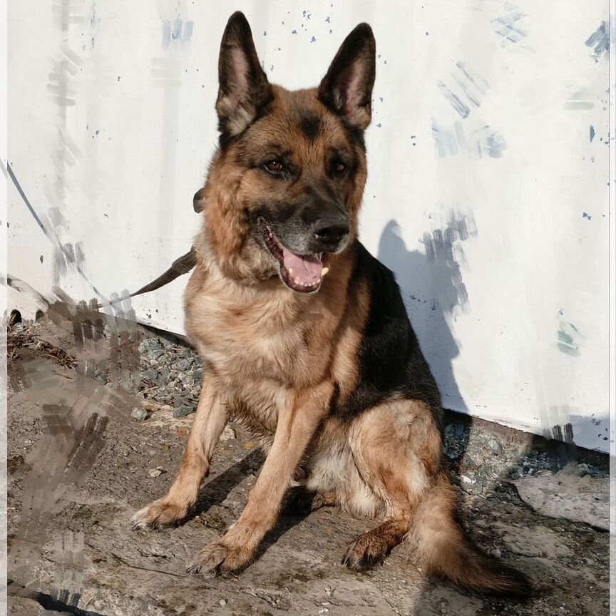 Немецкая овчарка, взрослый пёс