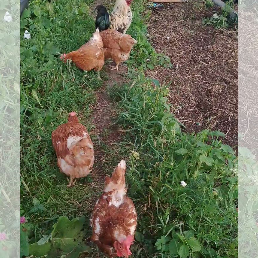 Куры несушки продам, петух Сильвер