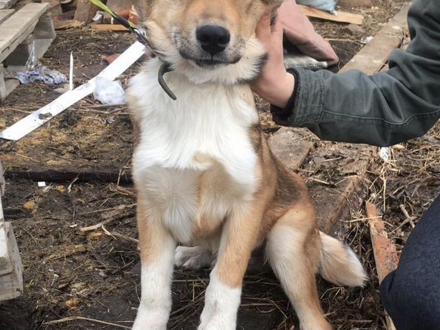 Малыш Боцман станет верным другом