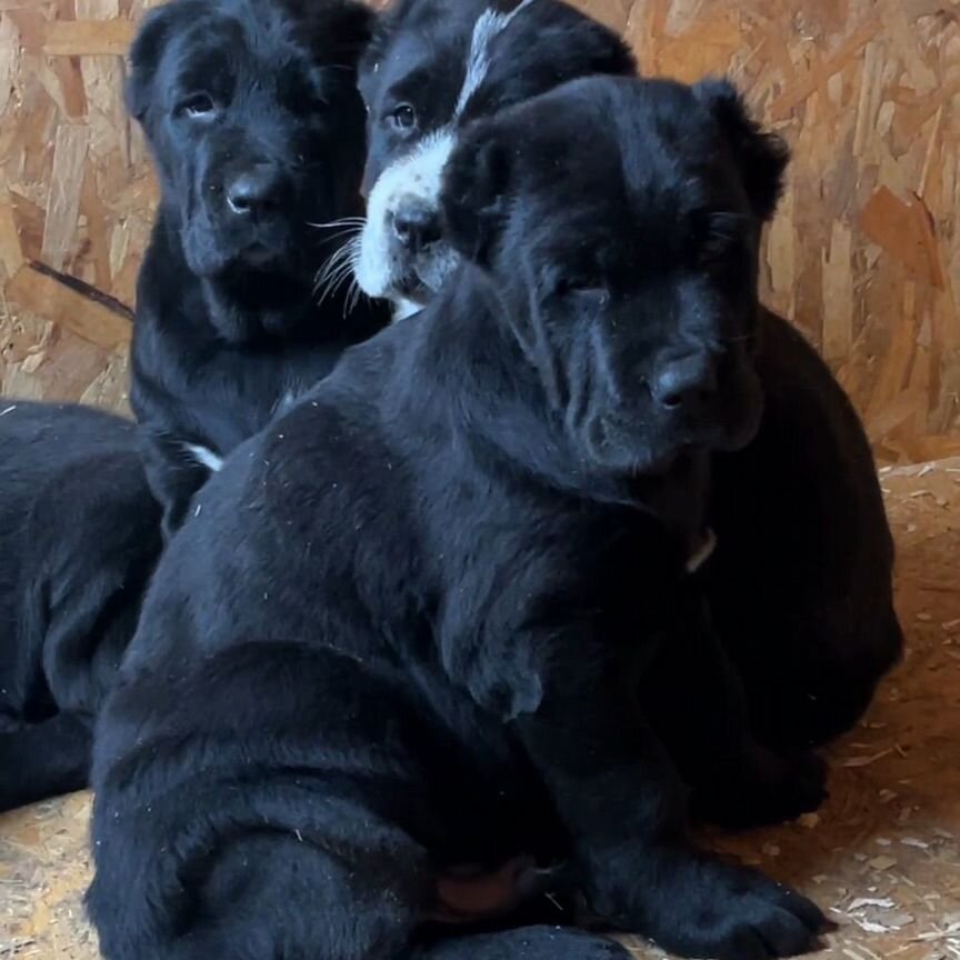 Среднеазиатская овчарка алабай щенки сао