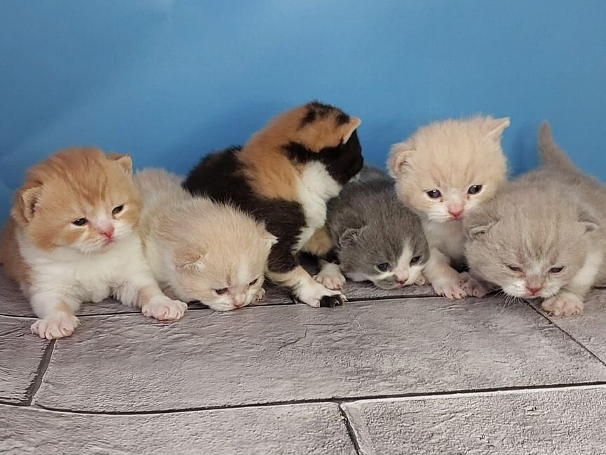 Британские котята из питомника