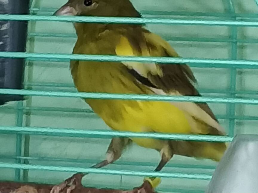 Канарейка с клеткой