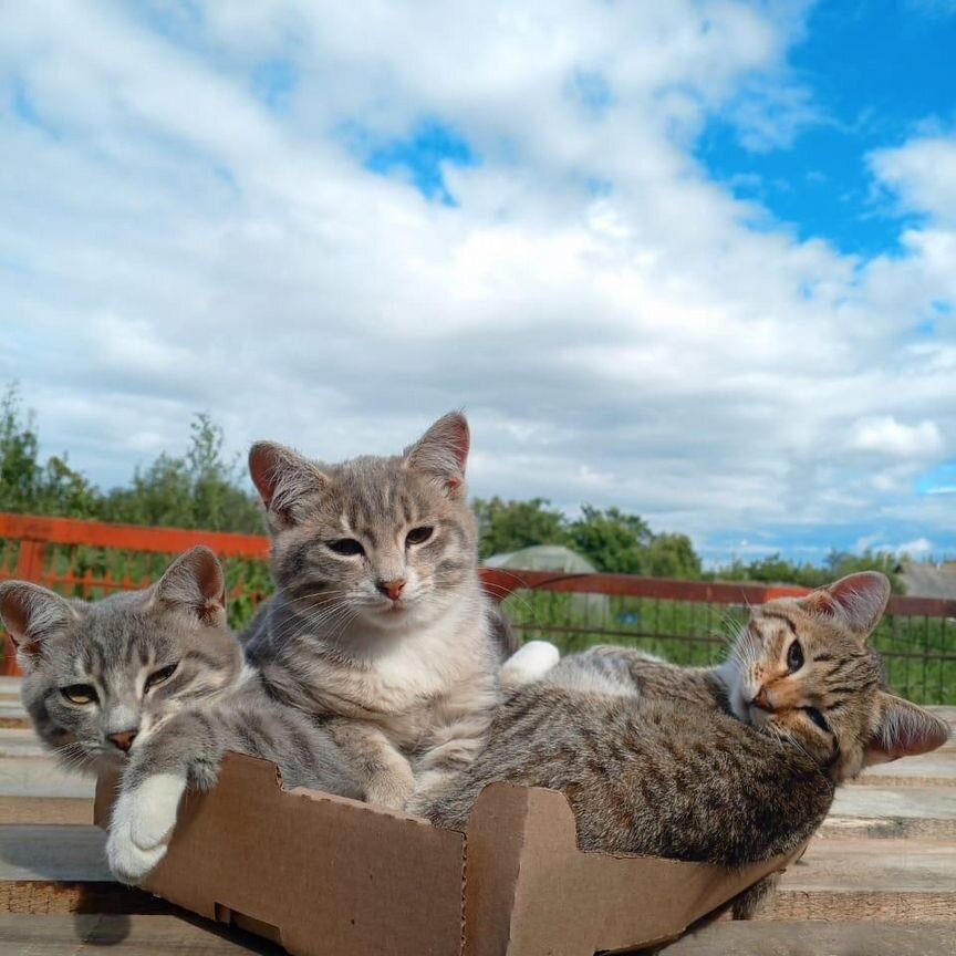 Котики из Камышлова