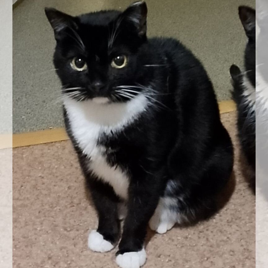 Взрослая, кошка в добрые руки