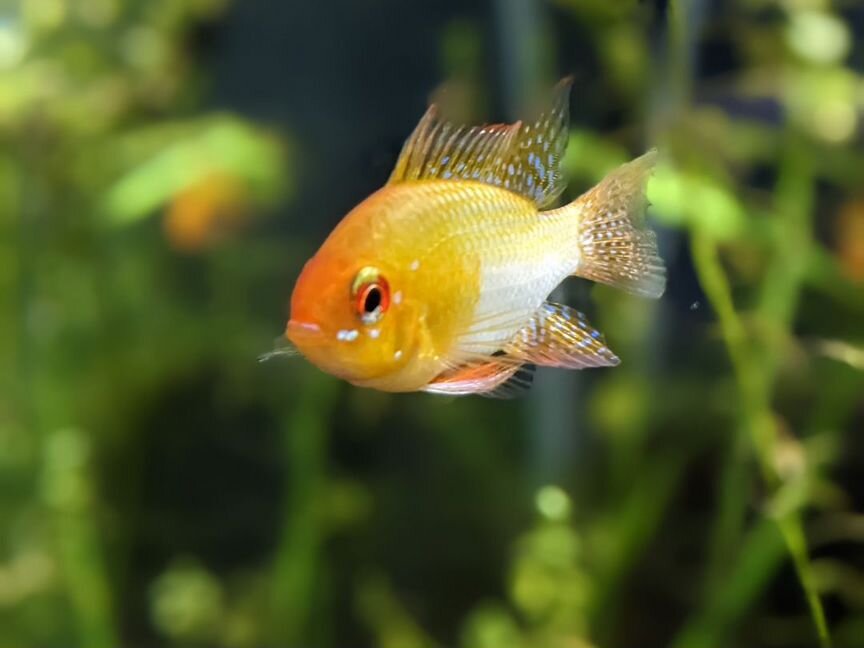 Апистограмма рамирези