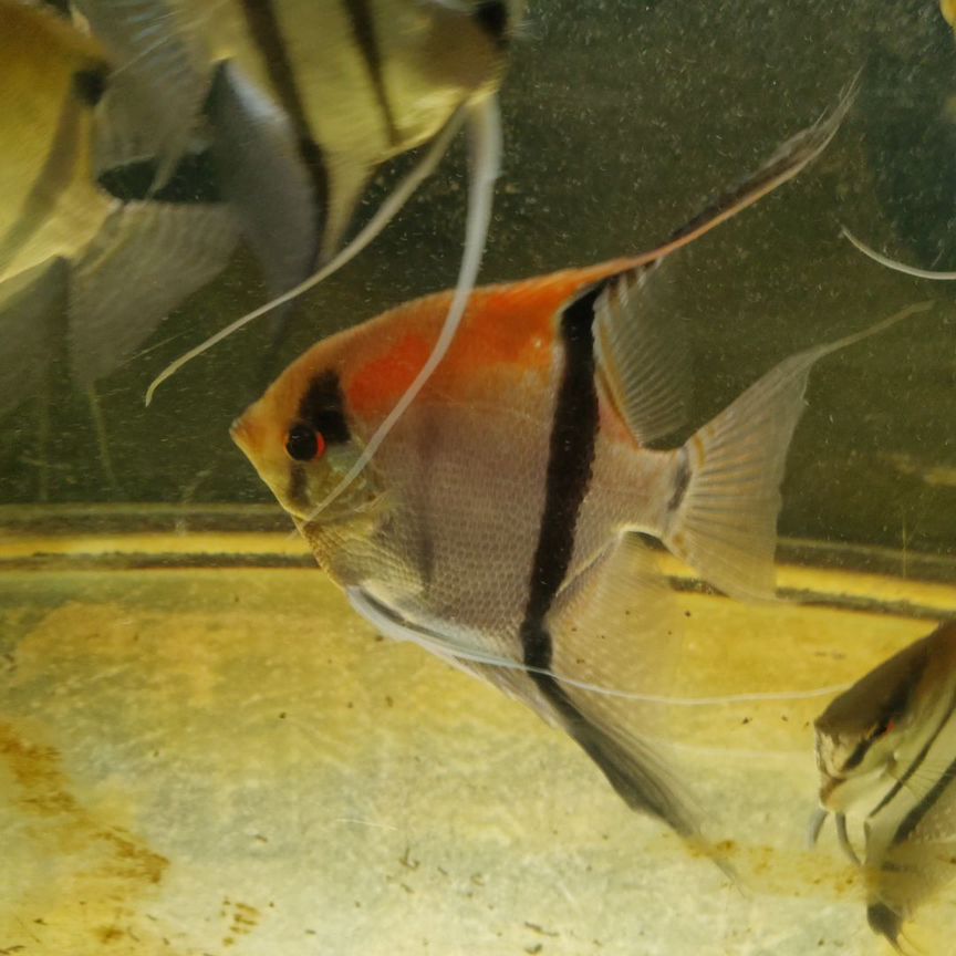 Рыба,скалярии Манакапуру