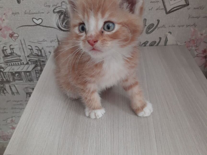 Мэйн кун