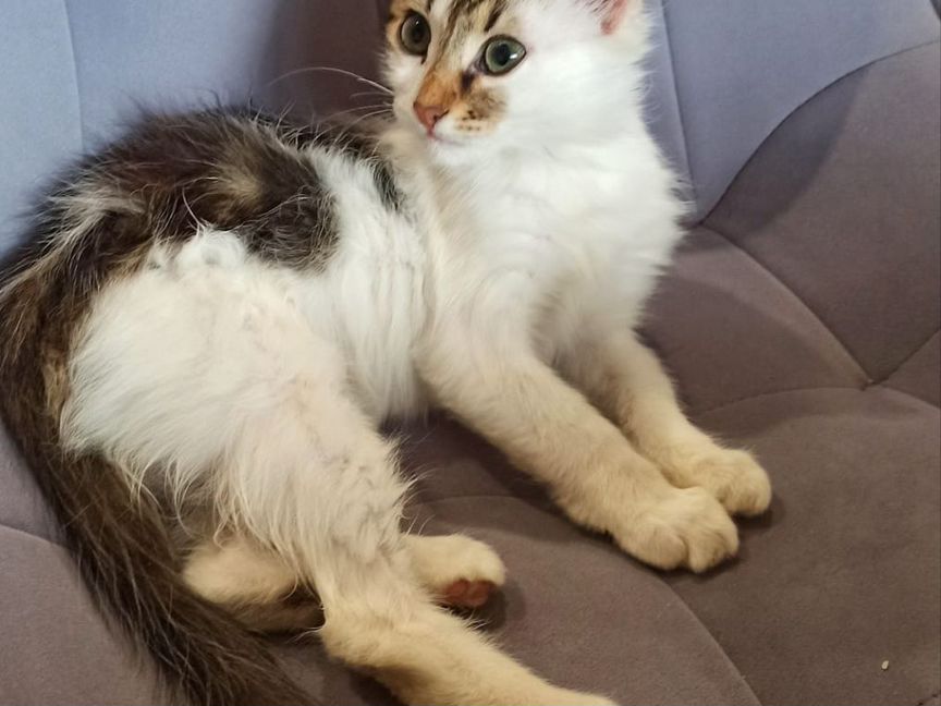Кошка 3 мес котенок