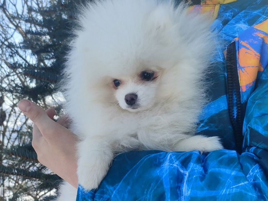 Щенок померанского шпица