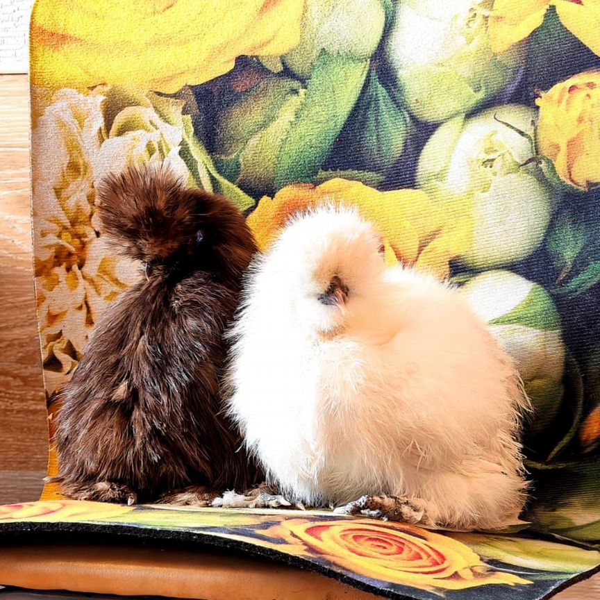 Китайские шелковые куры