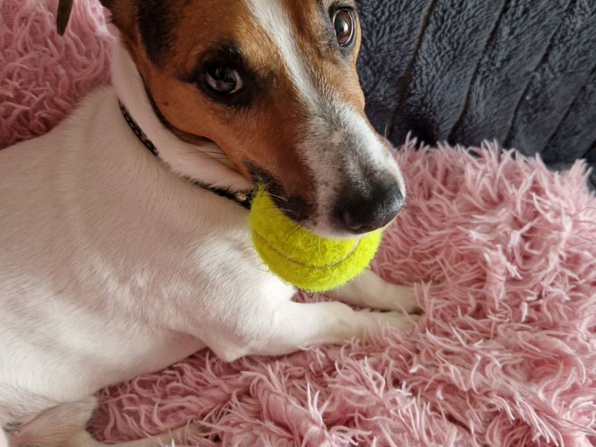 Вязка джек Рассел терьер