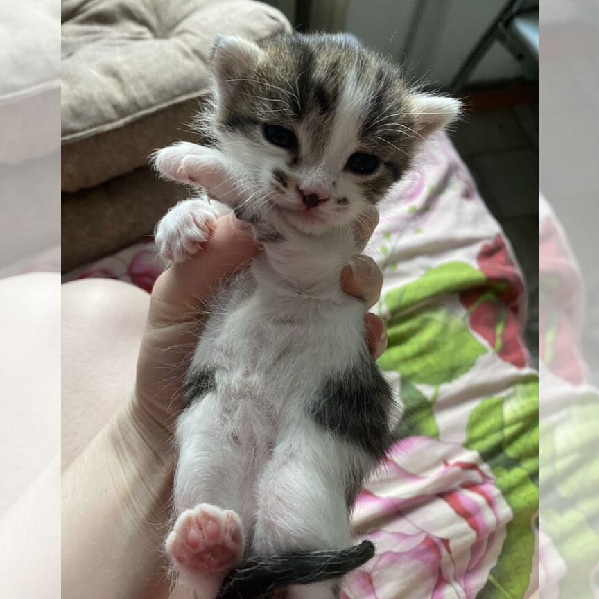 Отдам котенка в добрые руки
