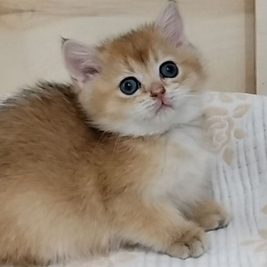 Британский короткошёрстный котёнок