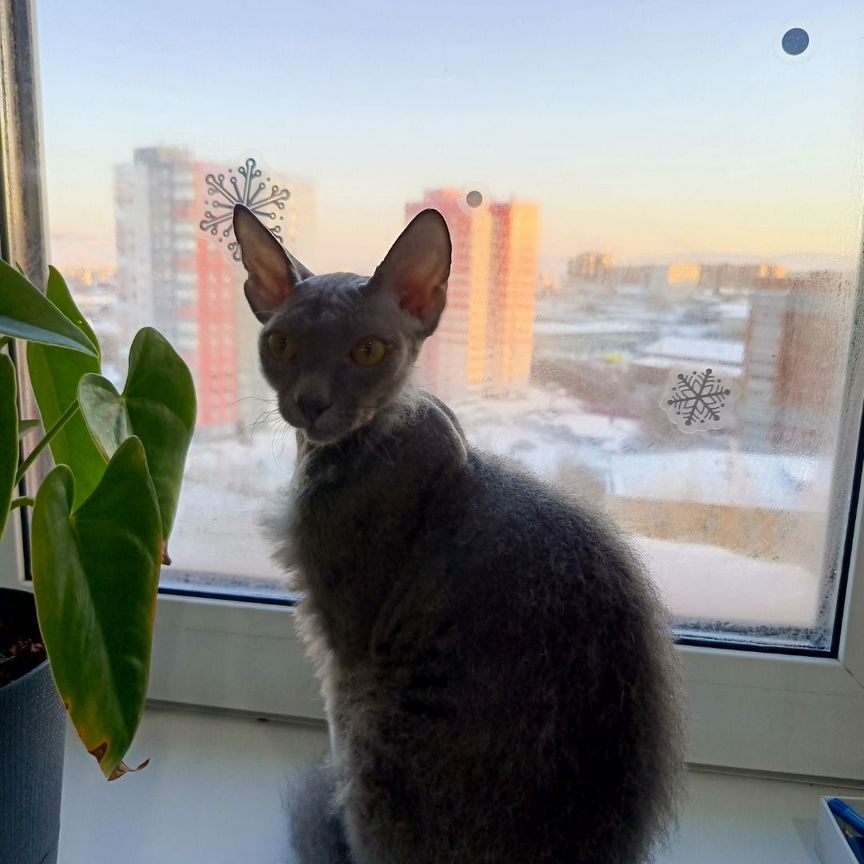 Кот сфинкс браш