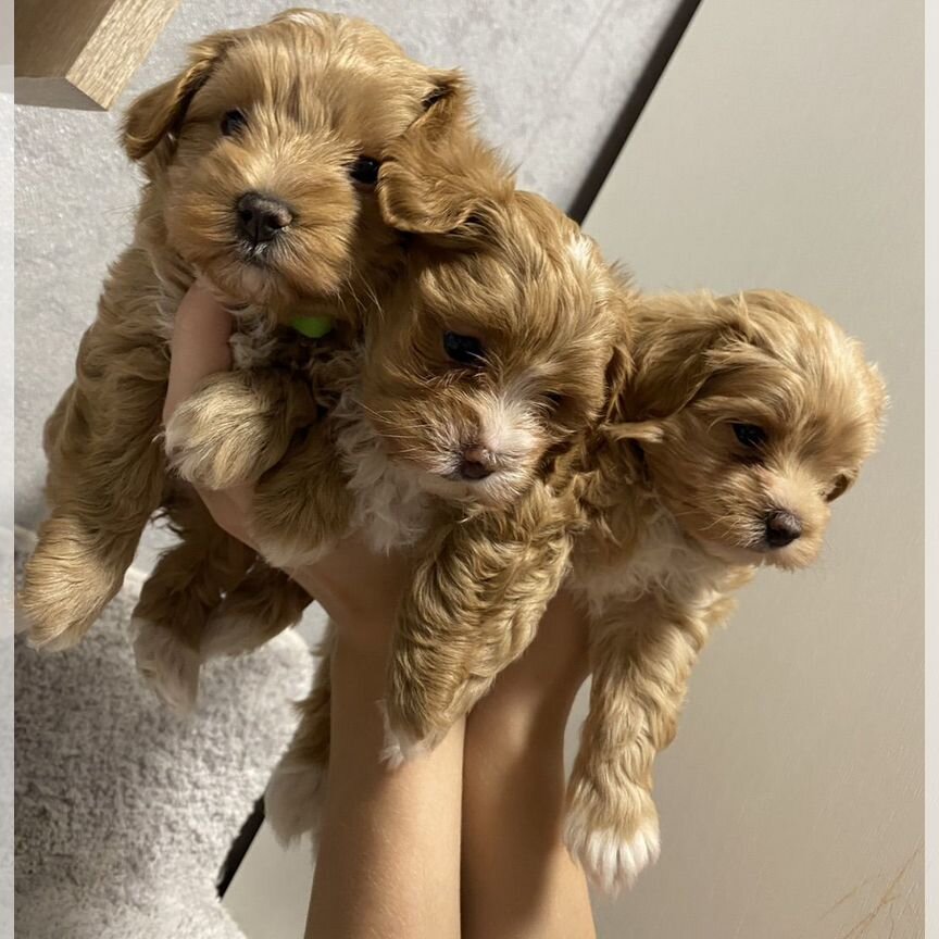 Щенок от частного владельца