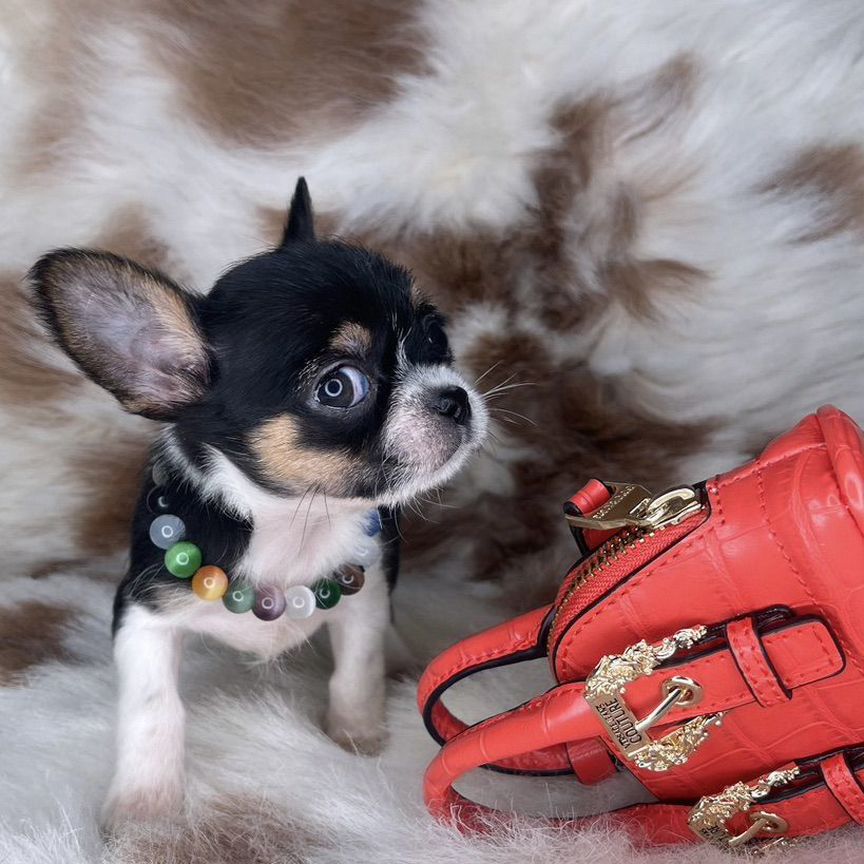 Чихуахуа, щенок