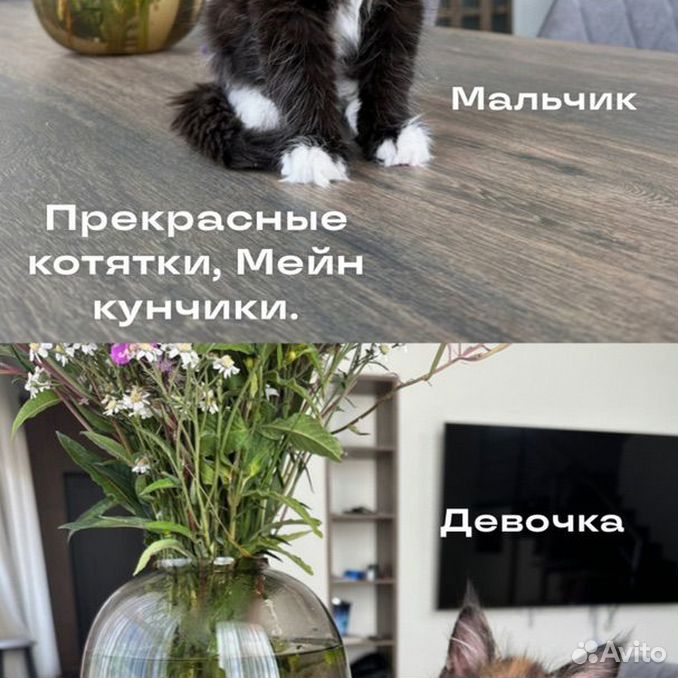 Котята Мэйн кунчики, 2 месяца