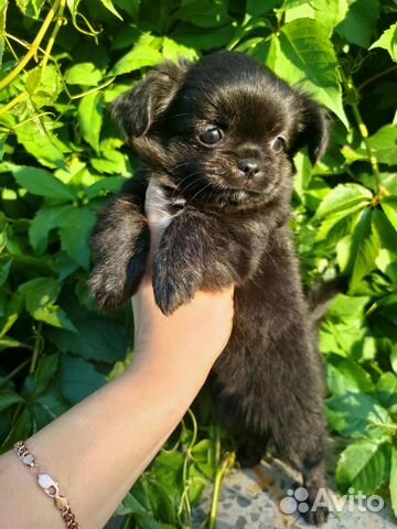 Красавица чихуахуа девочка