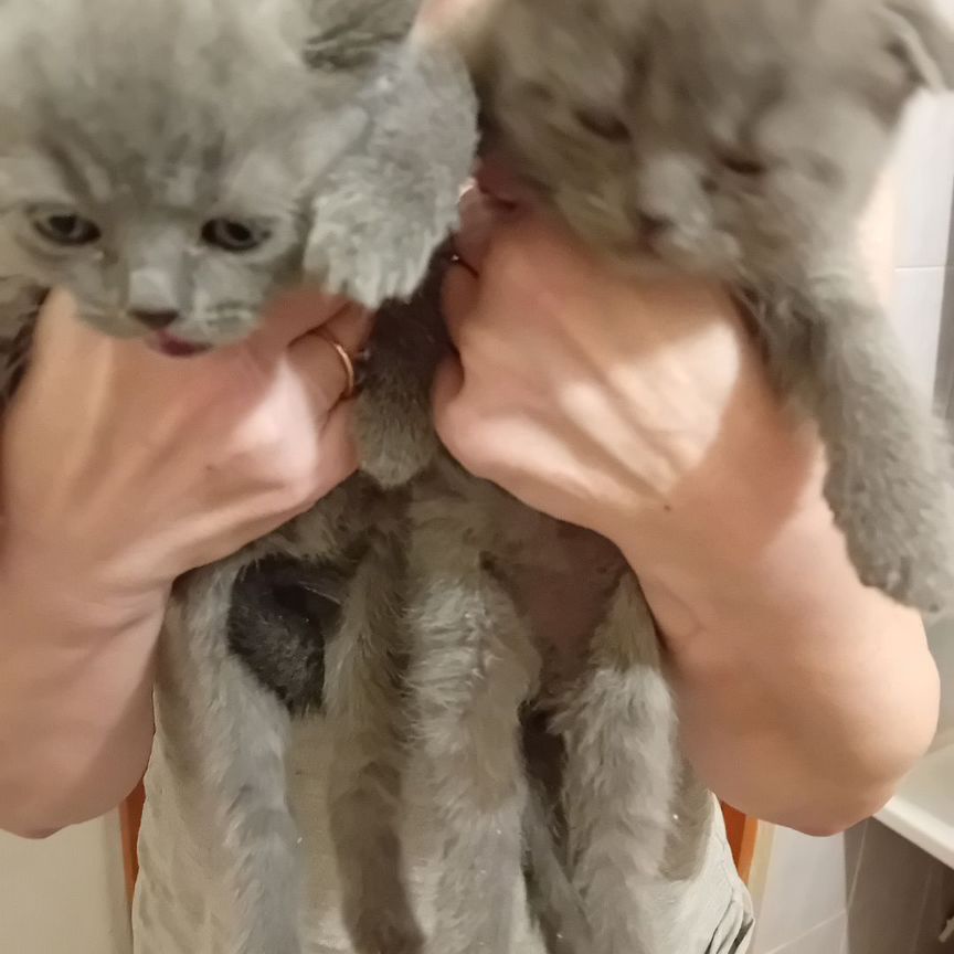Продам котят британских