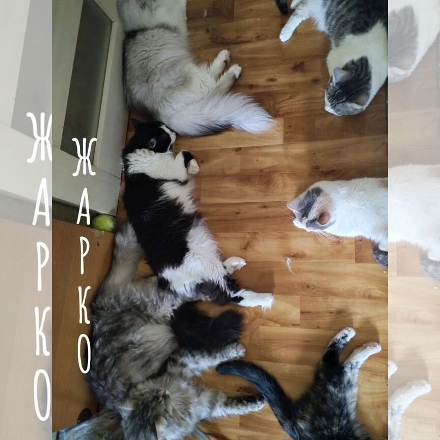 Миниприют терпит бедствие