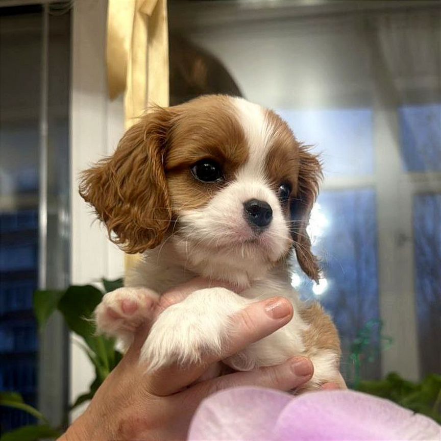 Кавалер кинг чарльз