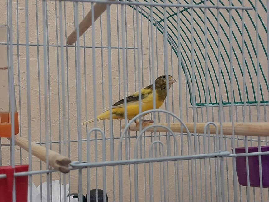 Продается кенар