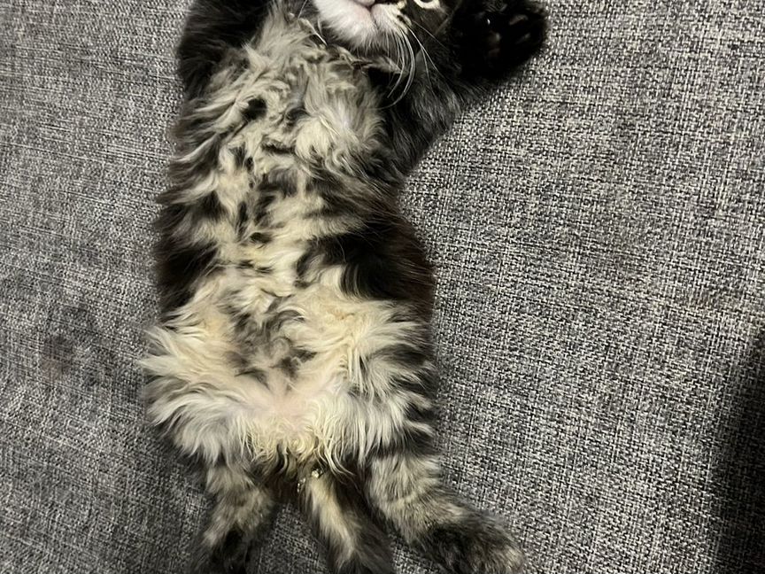 Мейн-кун полидакт с огромными лапками