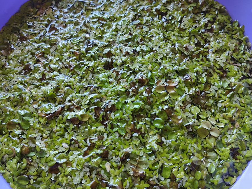 Сальвиния плавающая