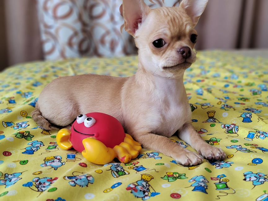 Рыжая красотка, шоу, брид класс