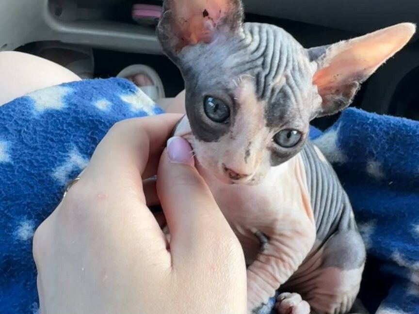 Канадский сфинкс