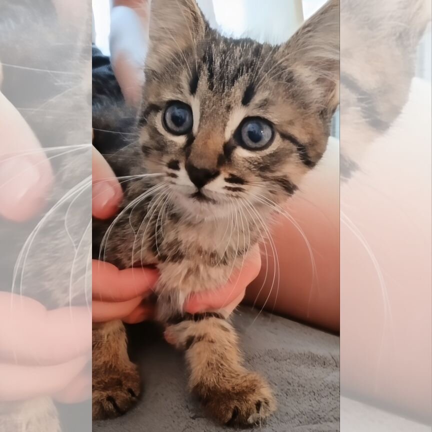 Сиамский котёнок