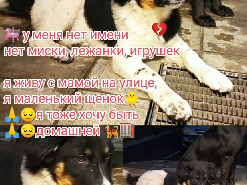 Щенок лапочка
